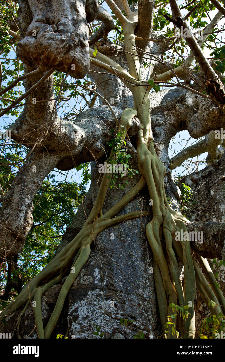 Roots of a strangler fig tree climb up the trunk of a baobab tree like ...