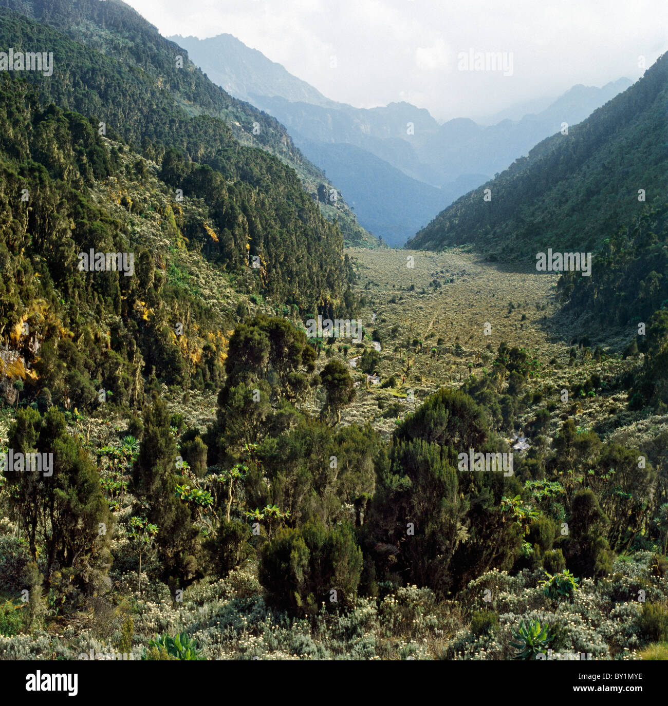 The Upper Bigo Bog (11,800 feet) in the Bujuku River valley. The ...