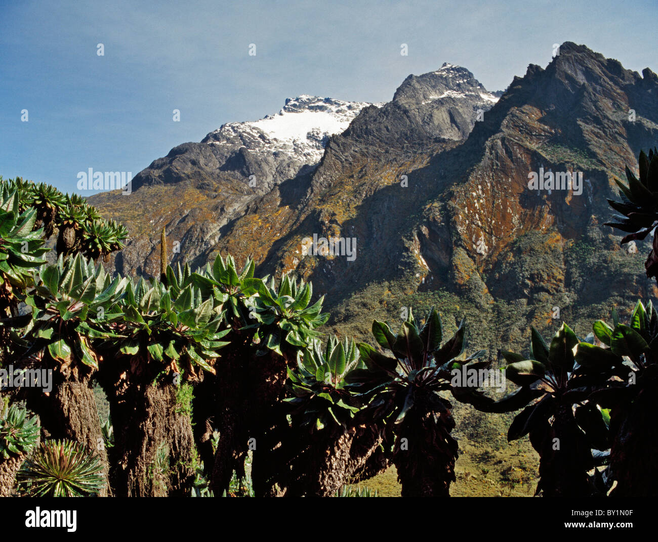 Tree Senecios, or Giant Groundsels, grow at high altitude against a ...
