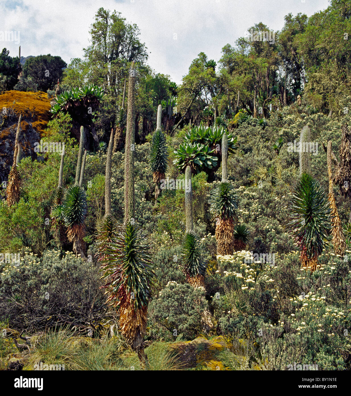 Tree Senecios, or Giant Groundsels, St John s Wort (Hypericum ...