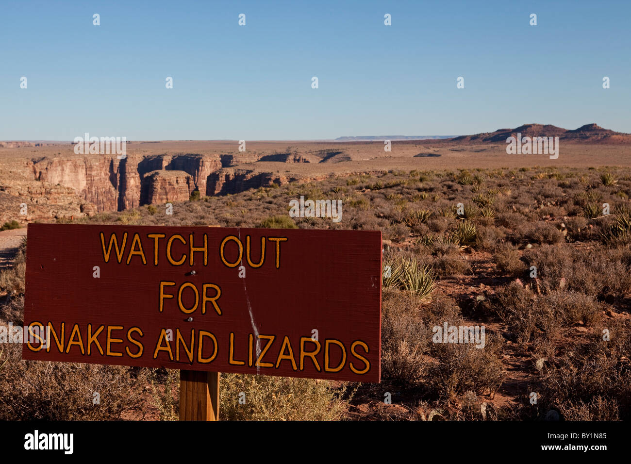 Arizona lizards hi-res stock photography and images - Alamy
