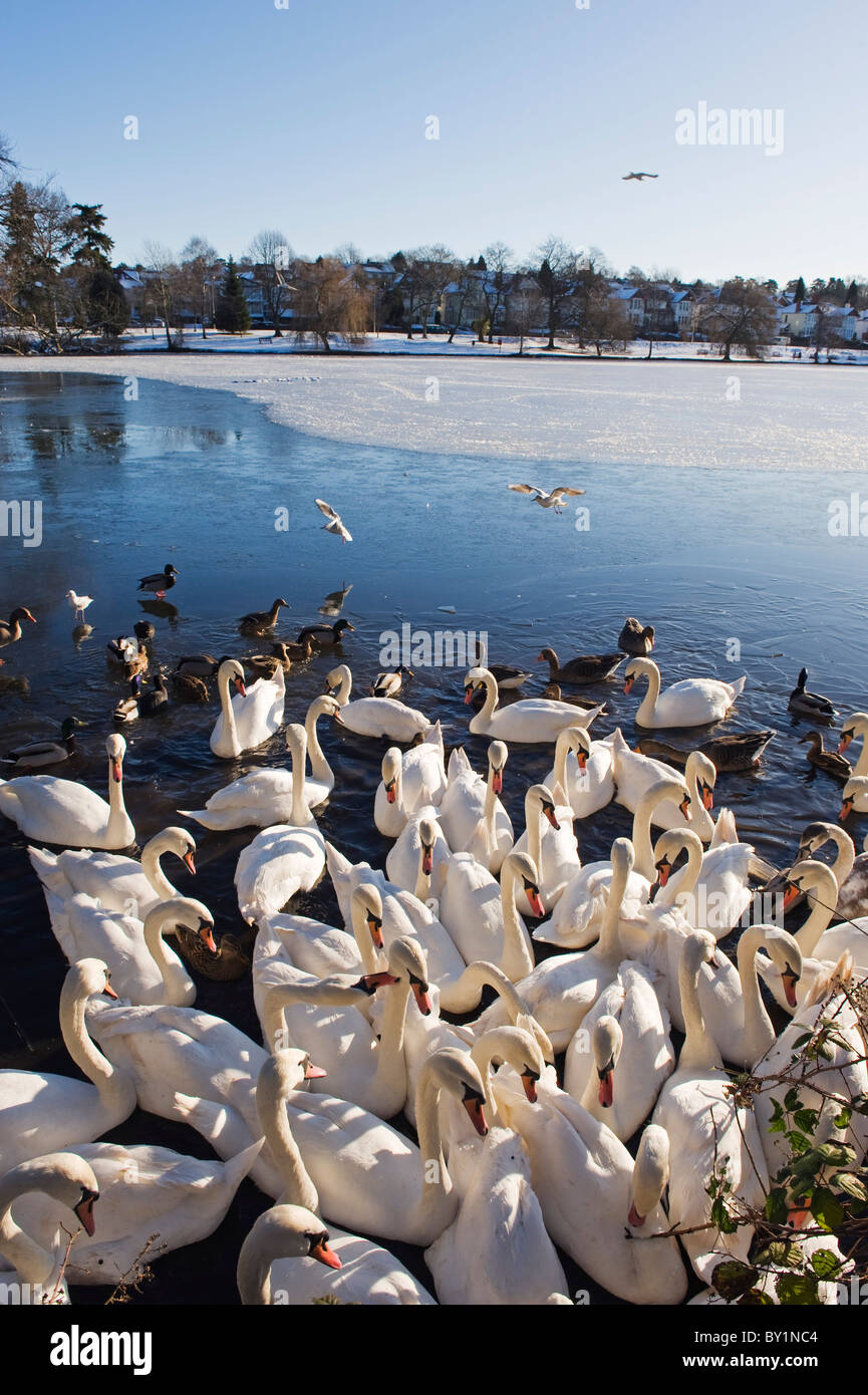 Europe, UK, United Kingdom, Wales, Cardiff, swans at Roath Park Lake ...