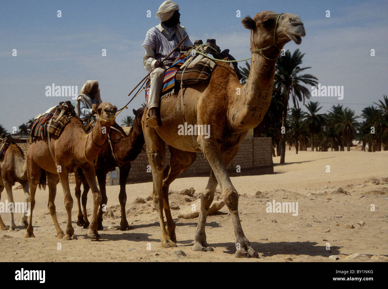 A camel train near Douz in southern, Tunisia Stock Photo - Alamy