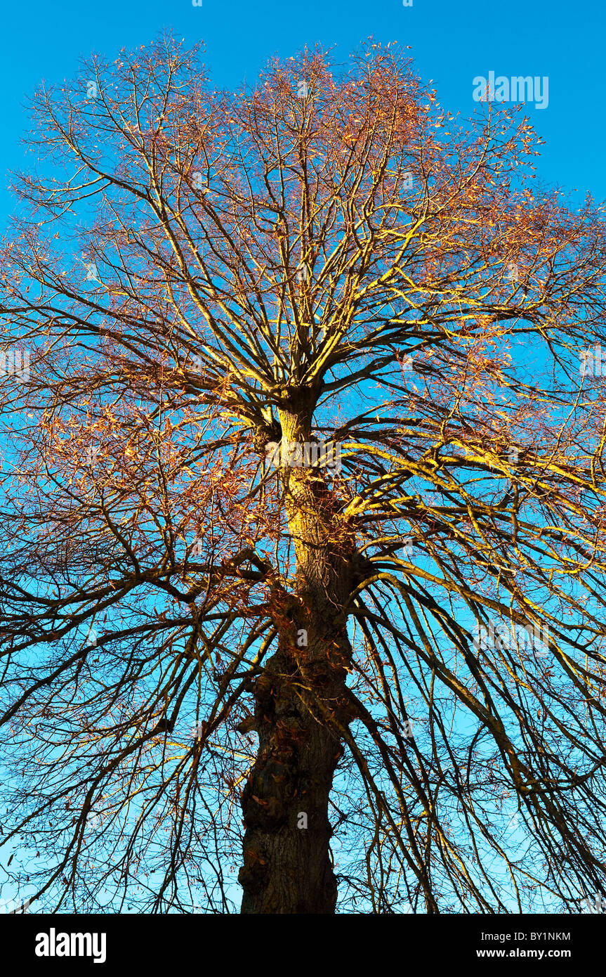 Tilleul / Lime / Linden tree branches - France Stock Photo - Alamy