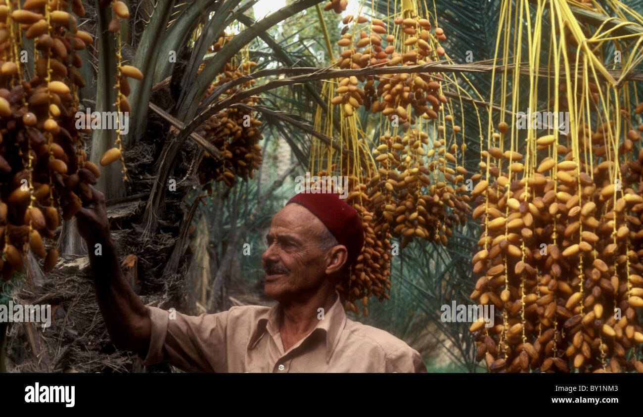 A date farmer inspects his crop in the Nefta Oasis of Tunisia Stock ...