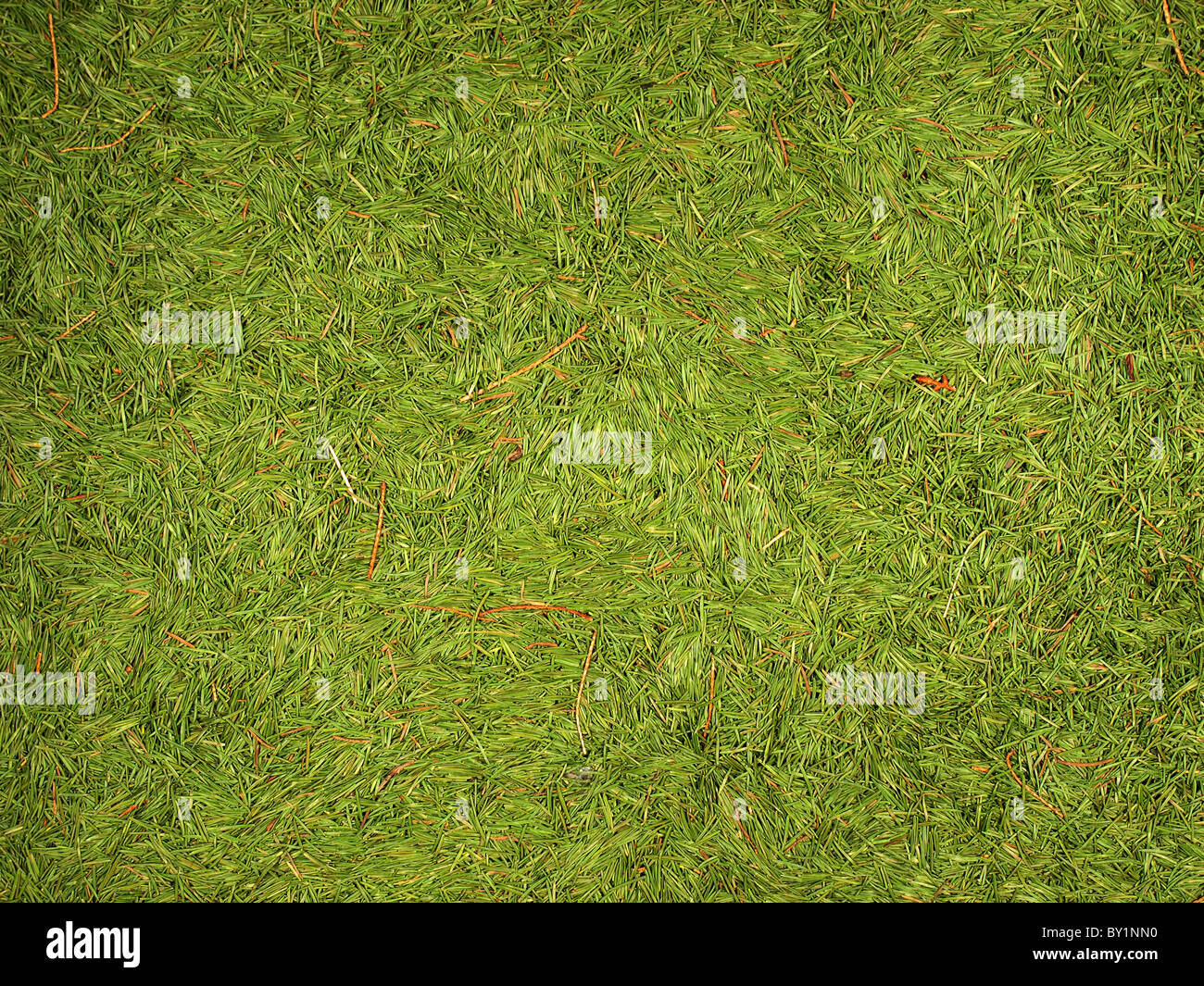 Green background from fur-tree needles Stock Photo - Alamy