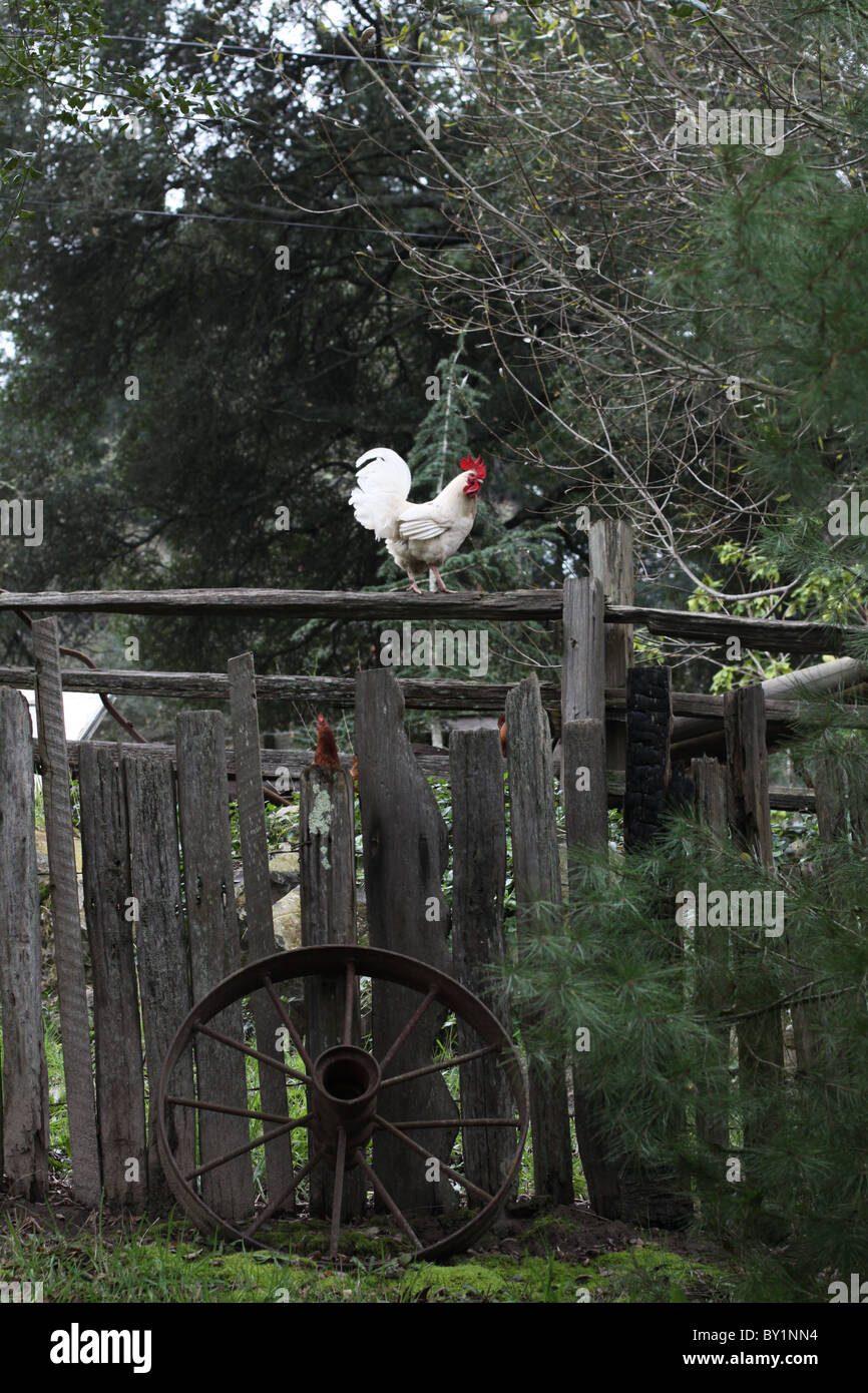 Rooster on fence hi-res stock photography and images - Alamy