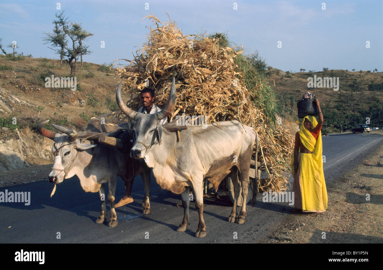 Indian man with his ox cart hi-res stock photography and images - Alamy