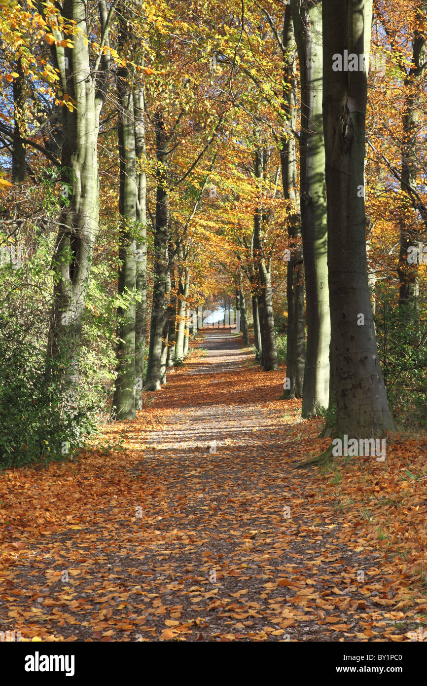 Avenue of beech trees hi-res stock photography and images - Alamy