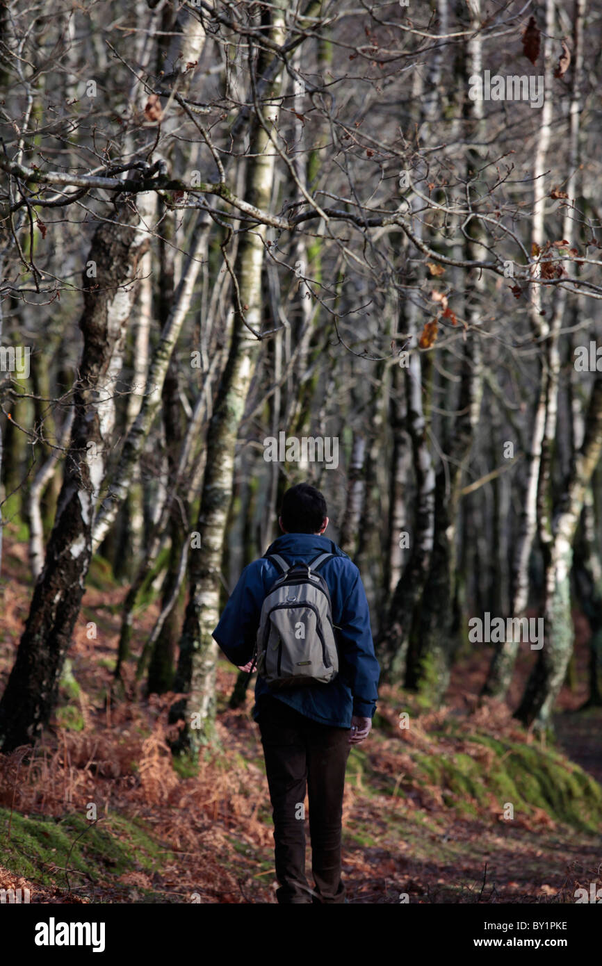 Walking in woods in winter in Wales Stock Photo - Alamy