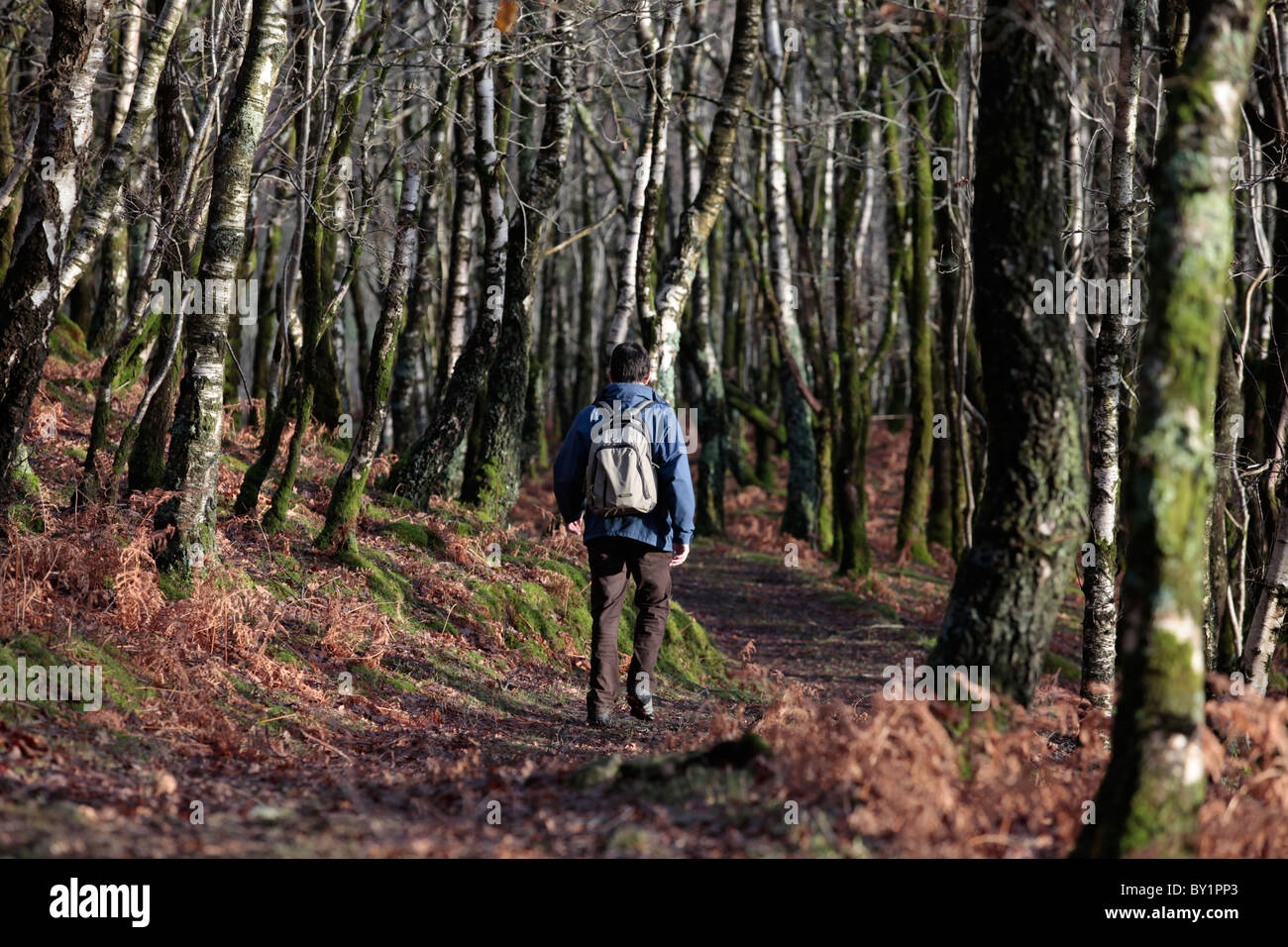 Walking in woods in winter in Wales Stock Photo - Alamy