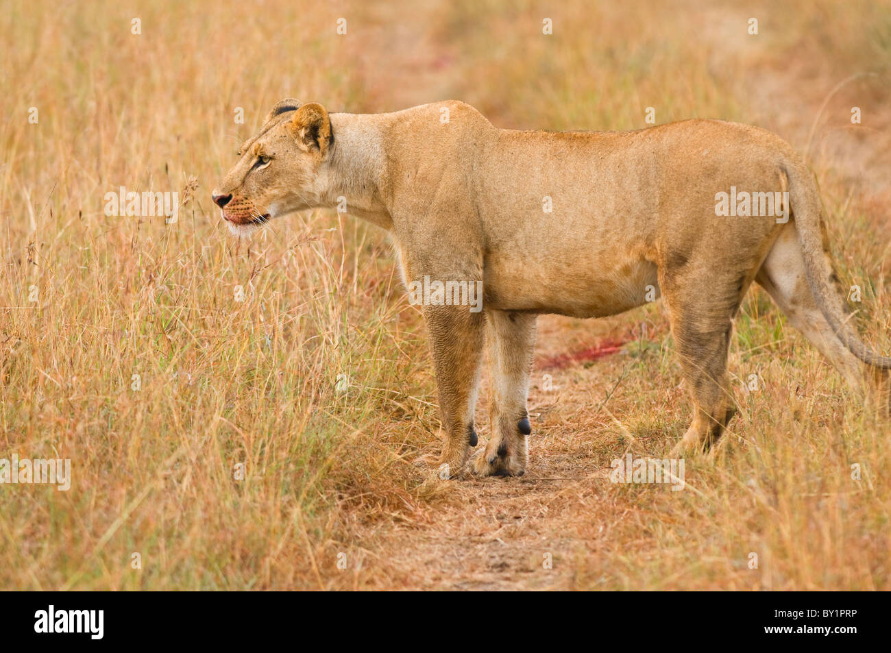 Lion (Panthera leo) - lioness with blood-stained face and blood on road ...
