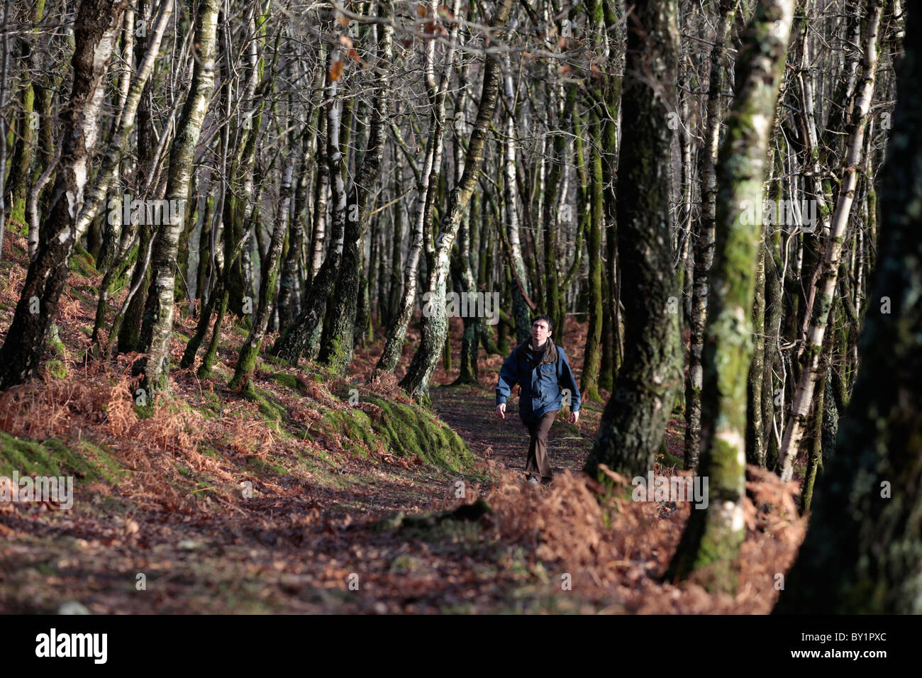 Walking the woods hi-res stock photography and images - Alamy