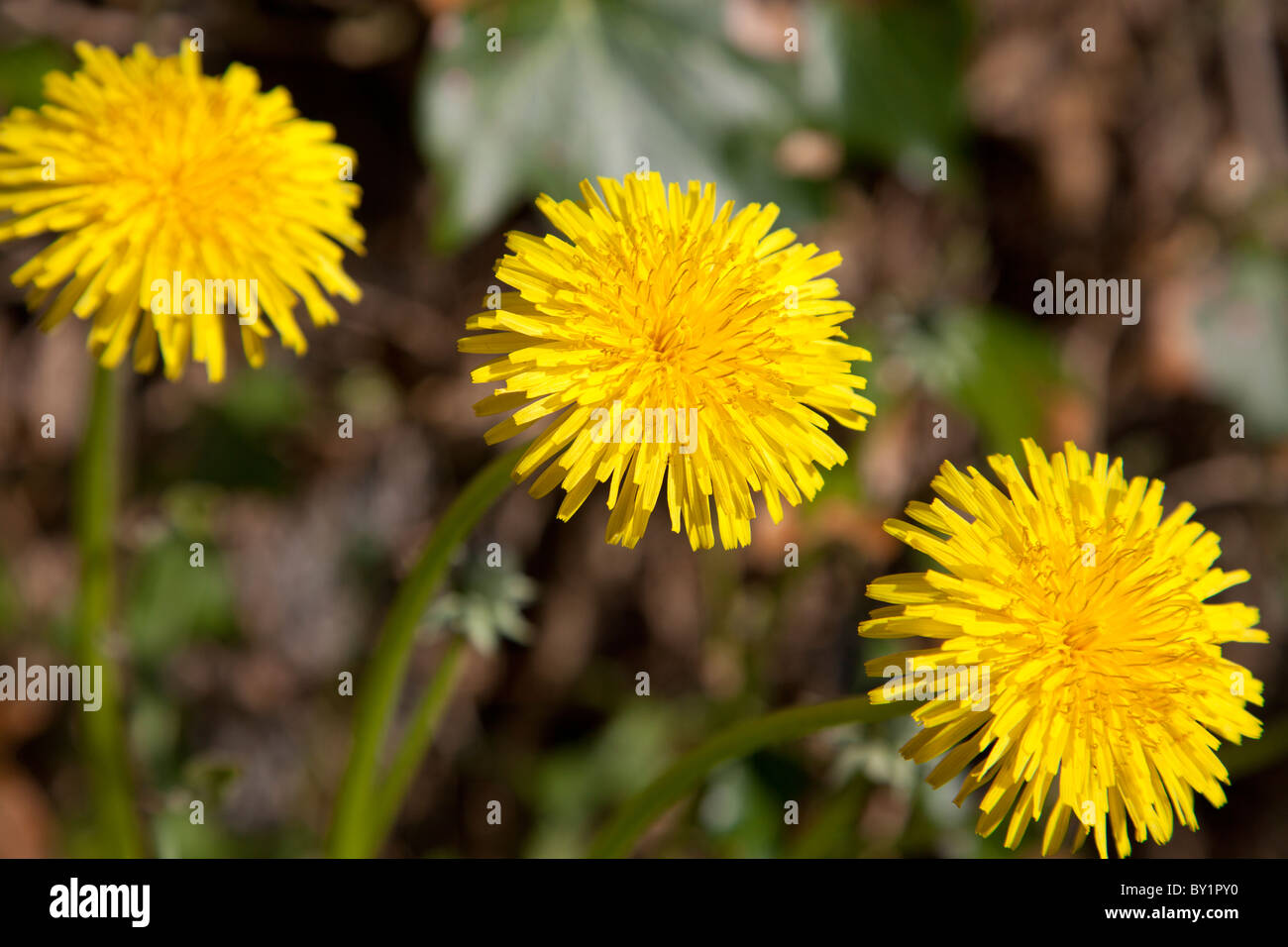 Dandelion flower grow hi-res stock photography and images - Alamy