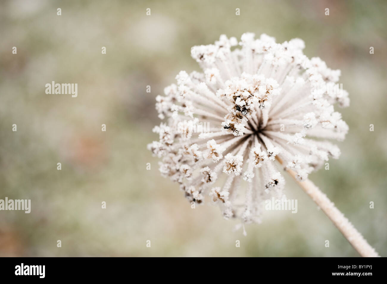 Allium seed head winter hi-res stock photography and images - Alamy