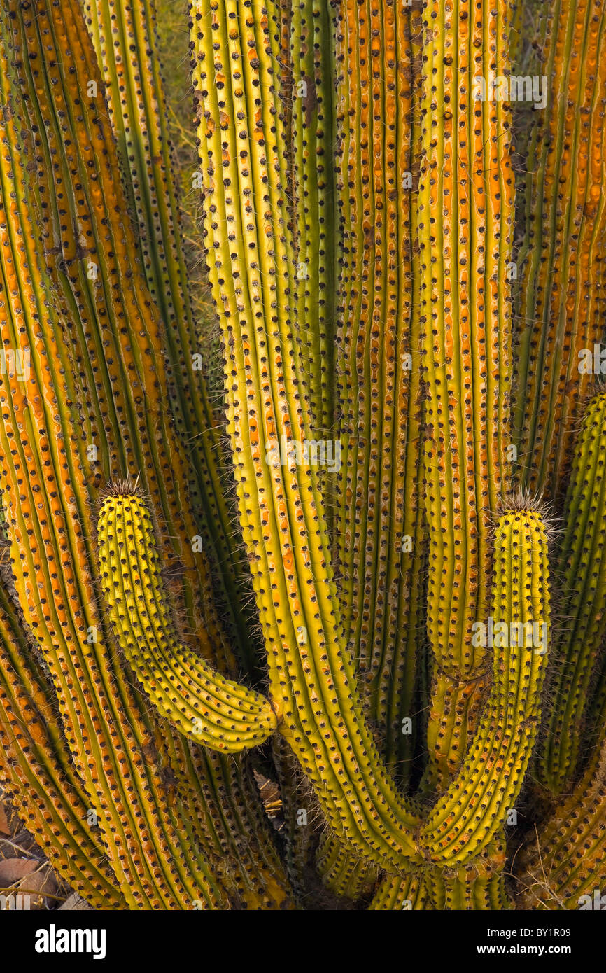 Organ Pipe Cactus (Stenocereus thurberi) in the desert of Baja ...