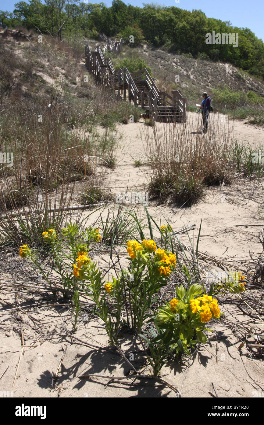 Hairy Puccoon flower Indiana Dunes national lakeshore Stock Photo - Alamy
