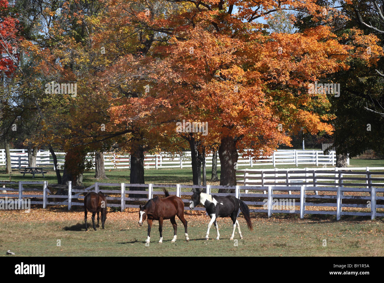 Fall color tree horse ranch Ohio maple leaf Stock Photo - Alamy