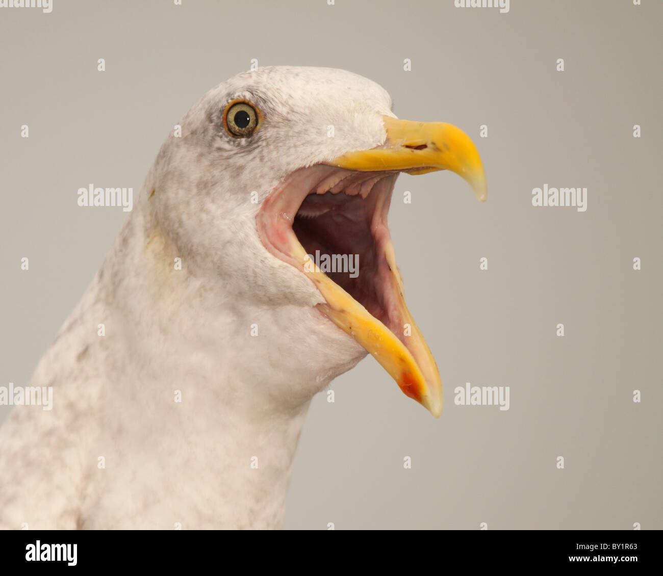 Seagull call hi-res stock photography and images - Alamy