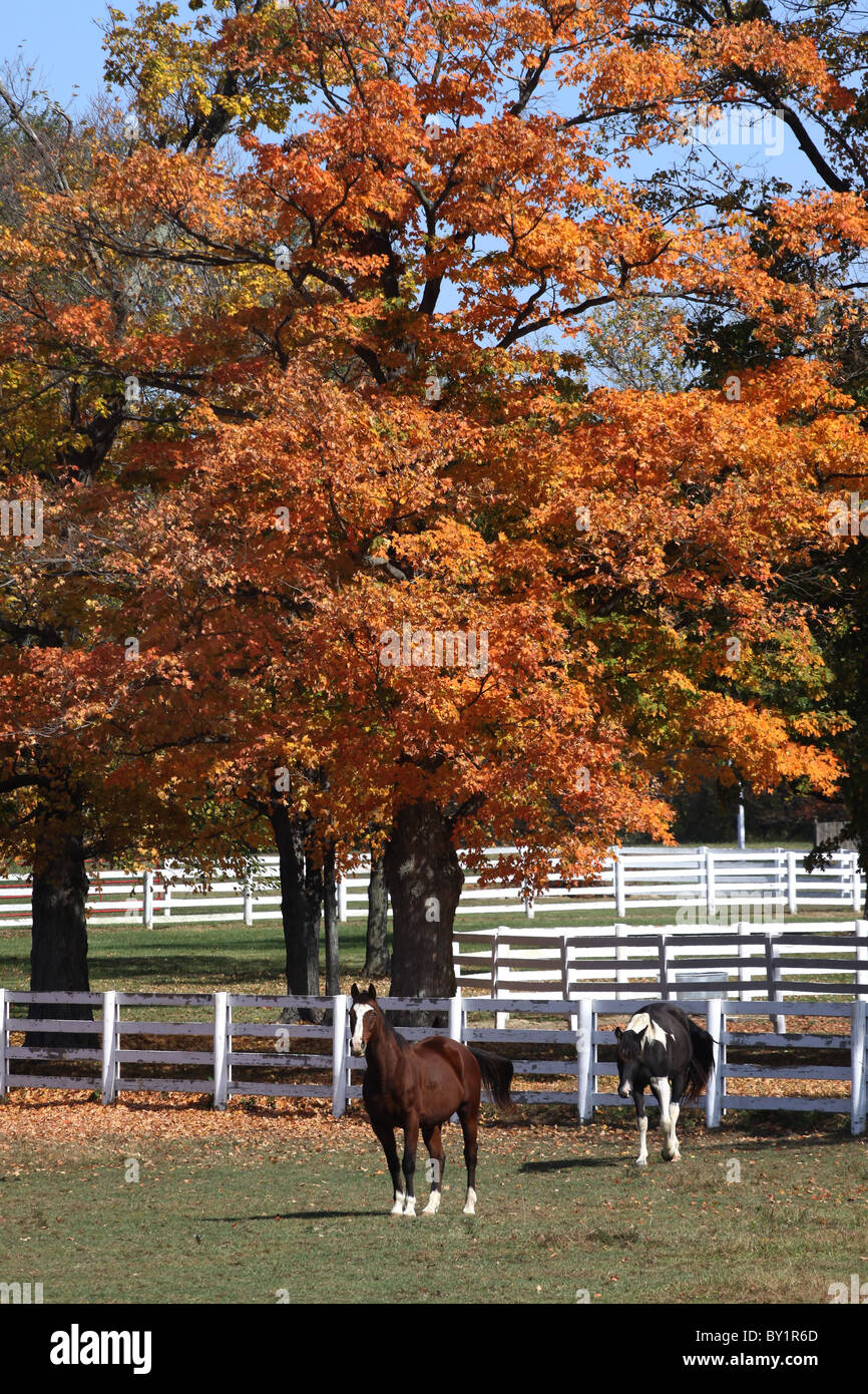 Fall color tree horse ranch Ohio maple leaf Stock Photo - Alamy