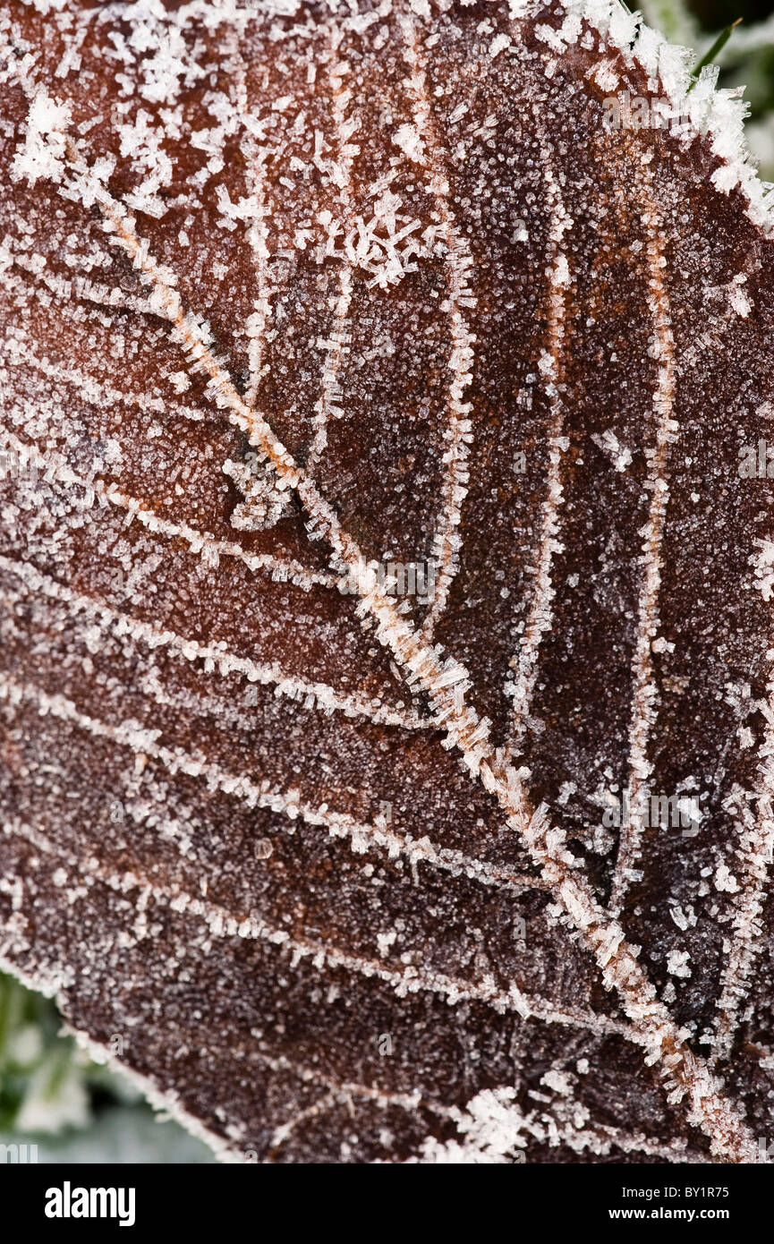 Close up of a hoar frost covered fallen leaf Stock Photo - Alamy