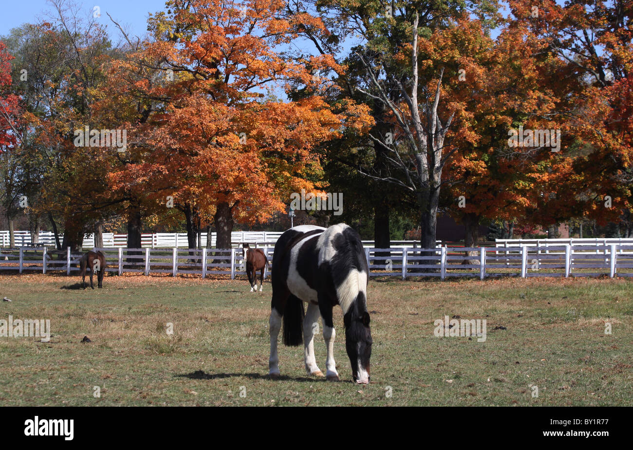 Fall color tree horse ranch Ohio maple leaf Stock Photo - Alamy