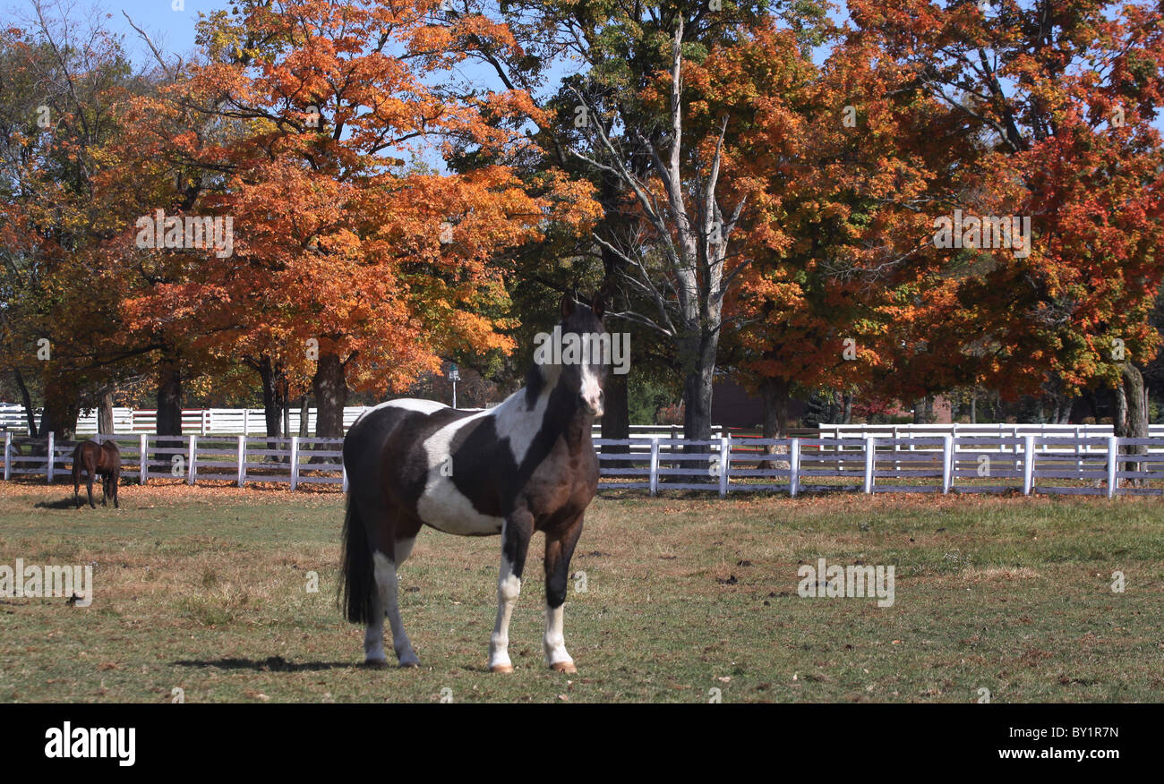 Fall color tree horse ranch Ohio maple leaf Stock Photo - Alamy