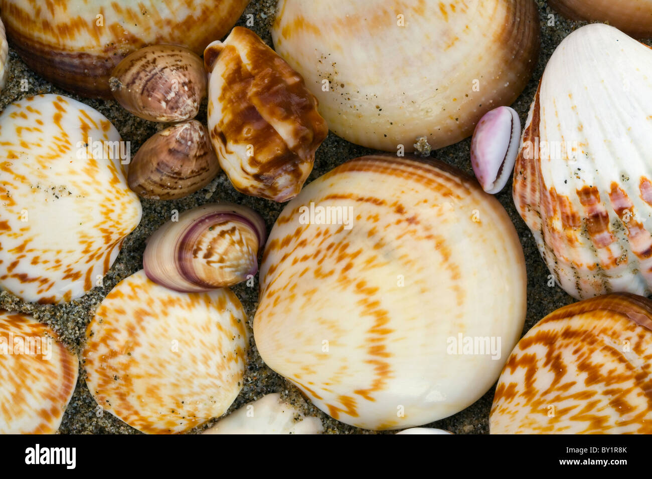 Assorted beach shells hi-res stock photography and images - Alamy