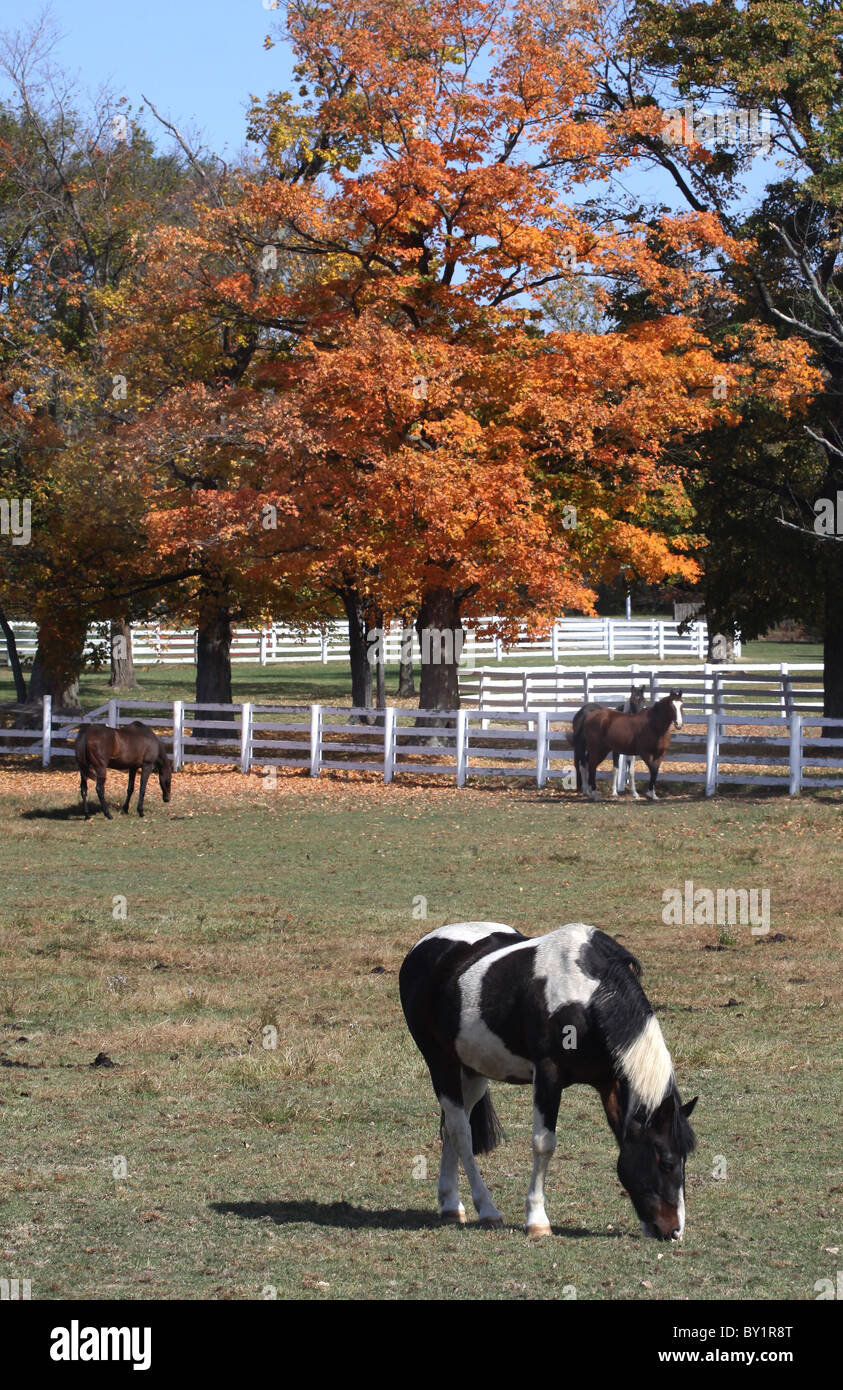 Fall color tree horse ranch Ohio maple leaf l Stock Photo - Alamy