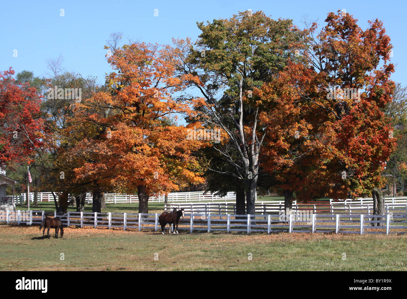 Fall color tree horse ranch Ohio maple leaf Stock Photo - Alamy