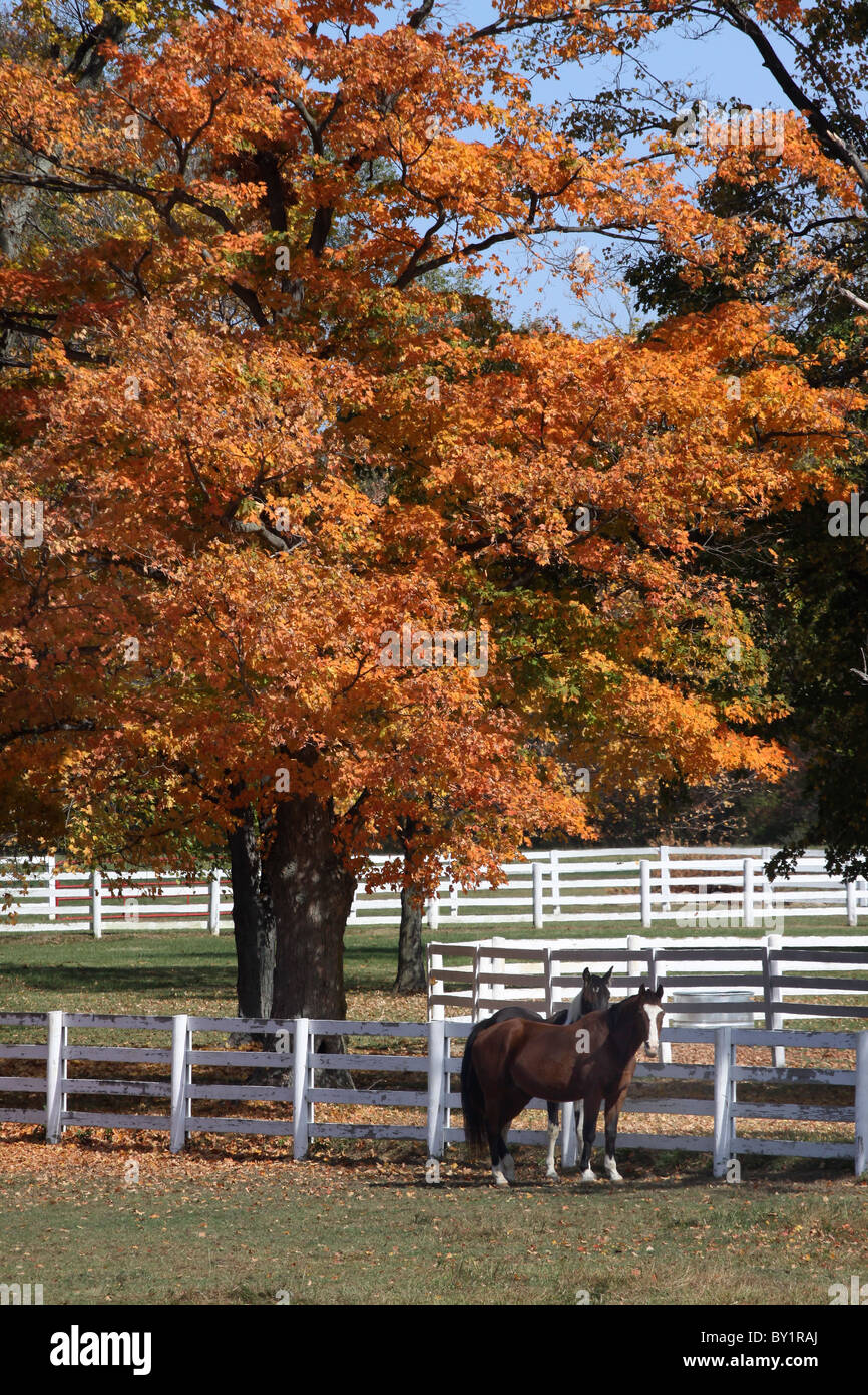 Fall color tree horse ranch Ohio maple leaf Stock Photo - Alamy