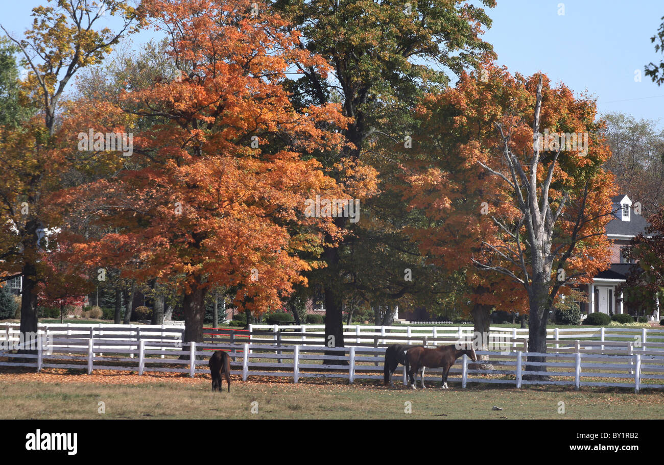 Fall color tree horse ranch Ohio maple leaf Stock Photo - Alamy