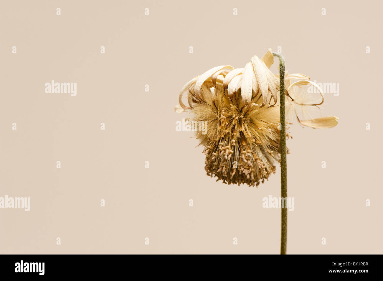 Dying flower from a Gerbera Everlast White ('Amgerbwhi' Stock Photo - Alamy