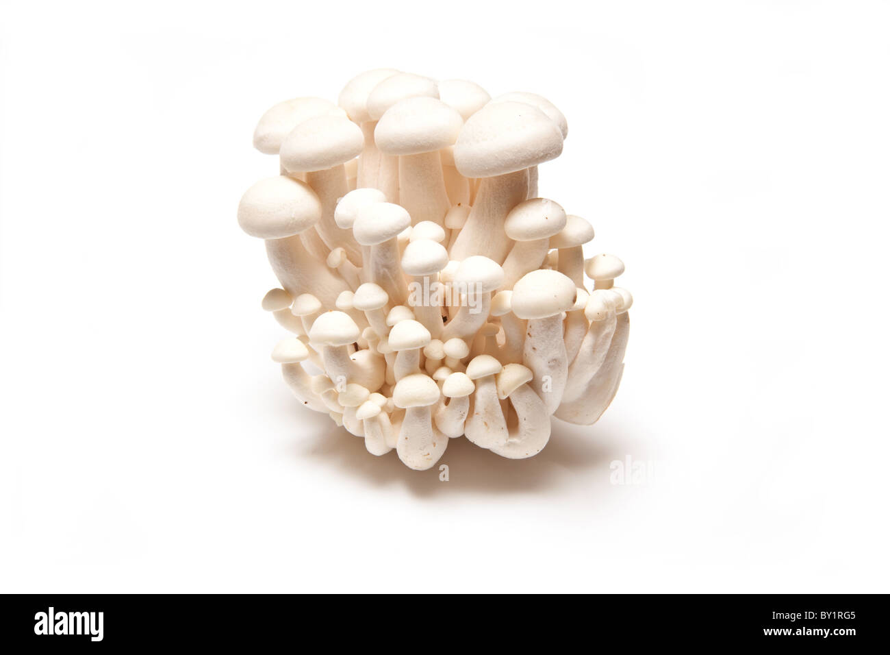 Enoki mushrooms isolated on a white studio background Stock Photo - Alamy
