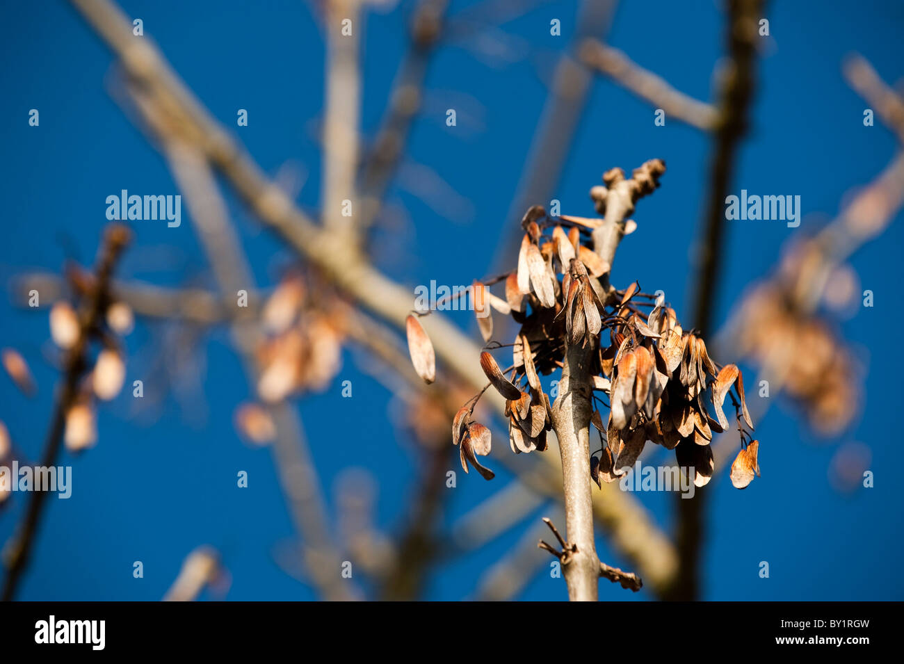Clusters of keys on an Ash tree, Fraxinus excelsior, in winter Stock ...