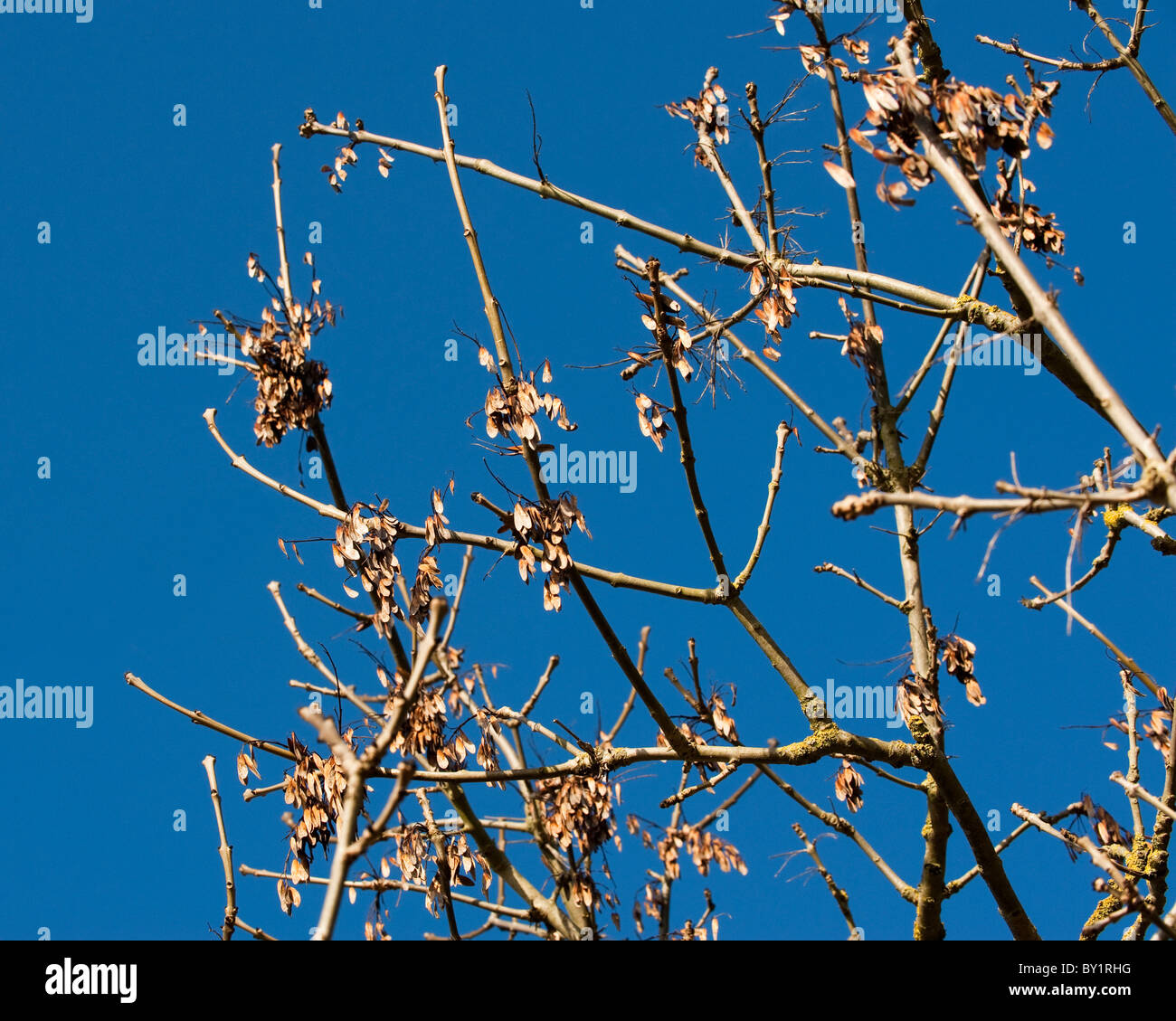 Clusters of keys on an Ash tree, Fraxinus excelsior, in winter Stock ...