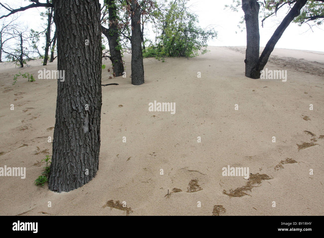 Trees buried by sand Indiana Dunes national lakeshore Stock Photo - Alamy