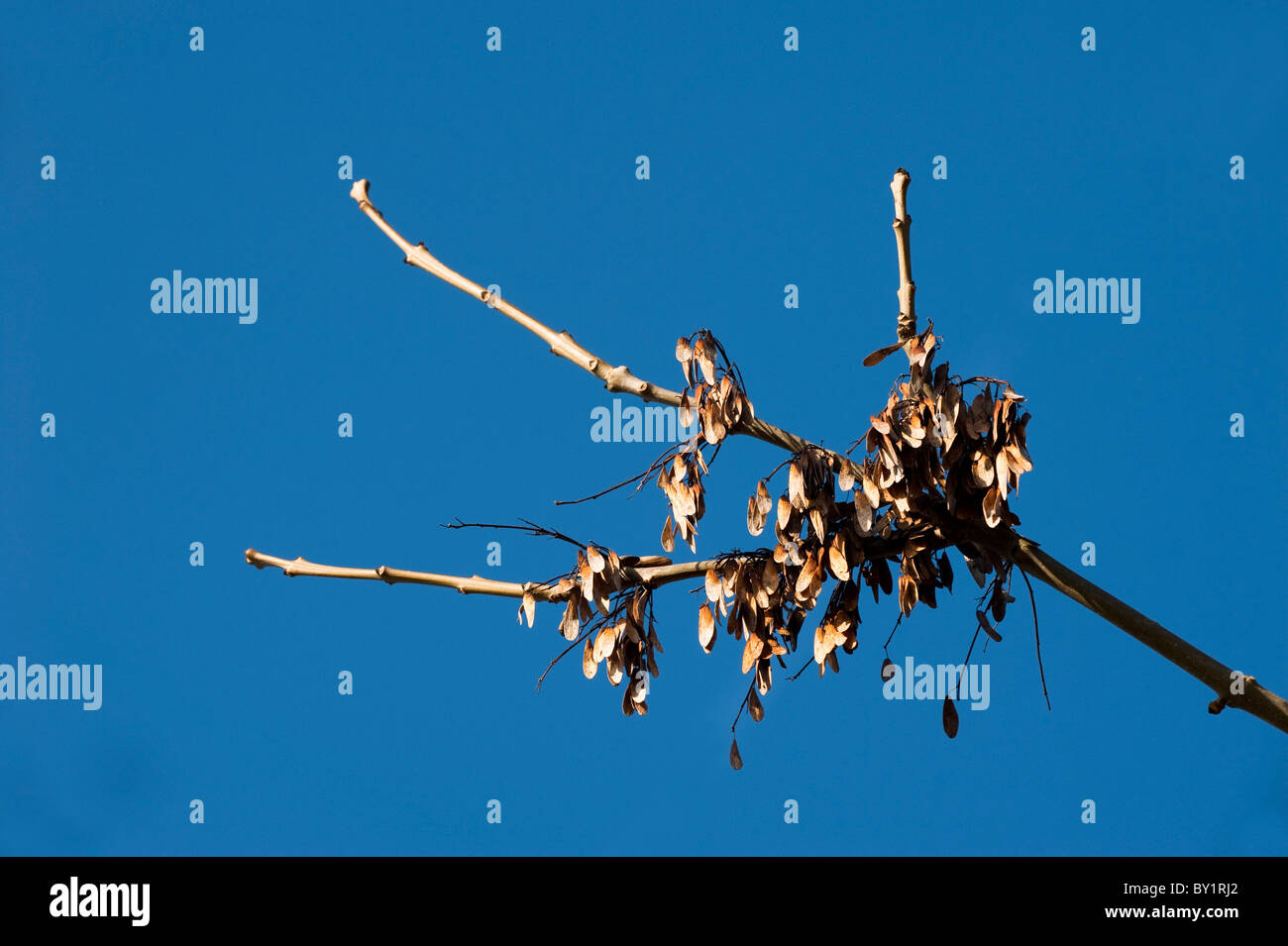 Clusters of keys on an Ash tree, Fraxinus excelsior, in winter Stock ...