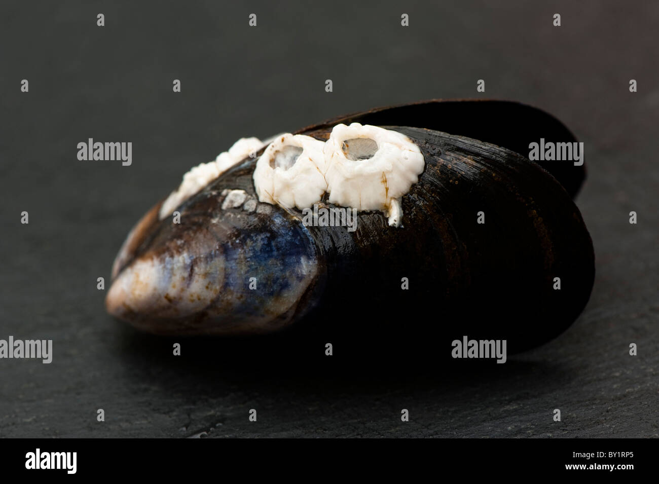 Muscle shell hi-res stock photography and images - Alamy