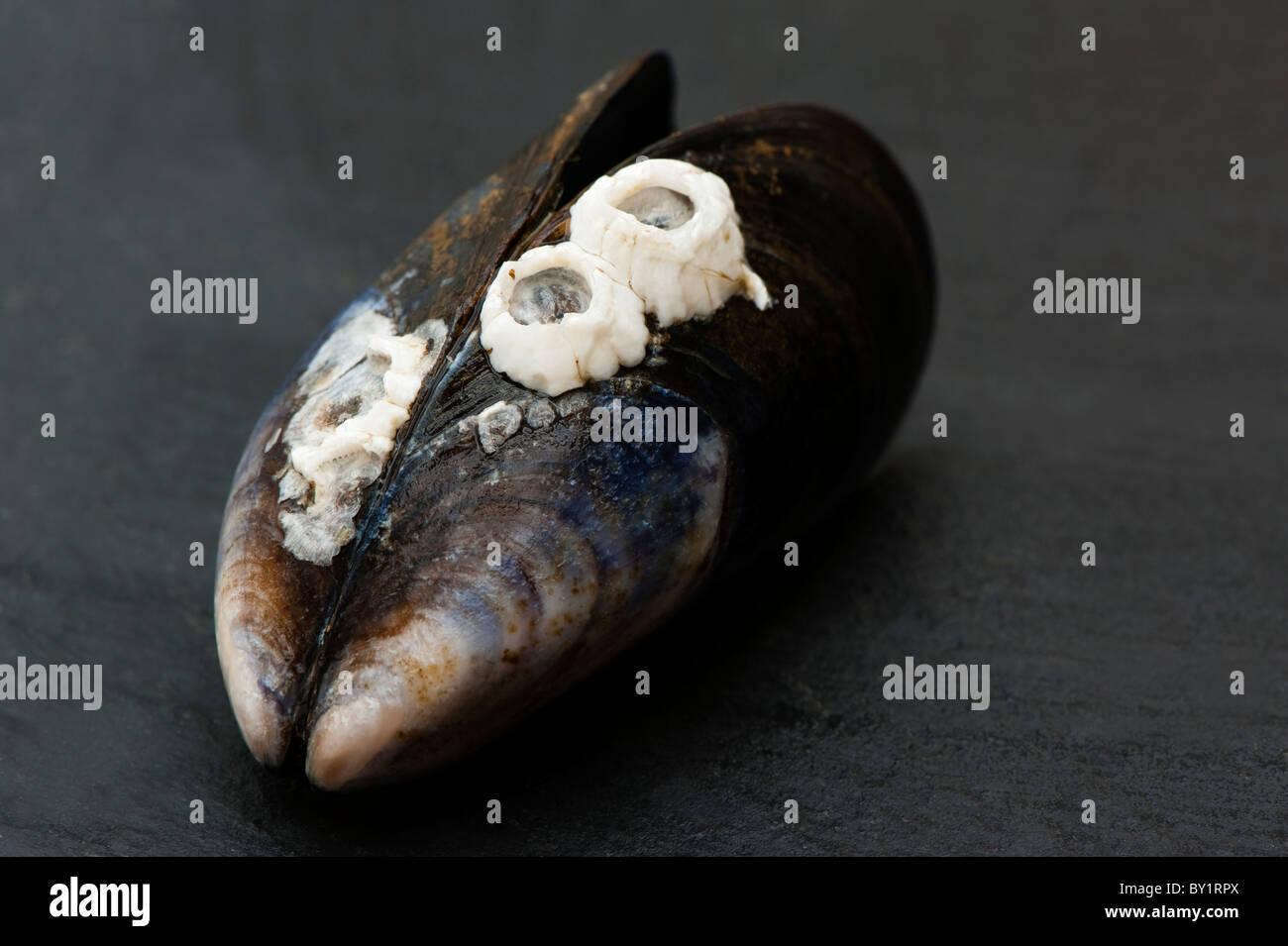 Muscle shell hi-res stock photography and images - Alamy