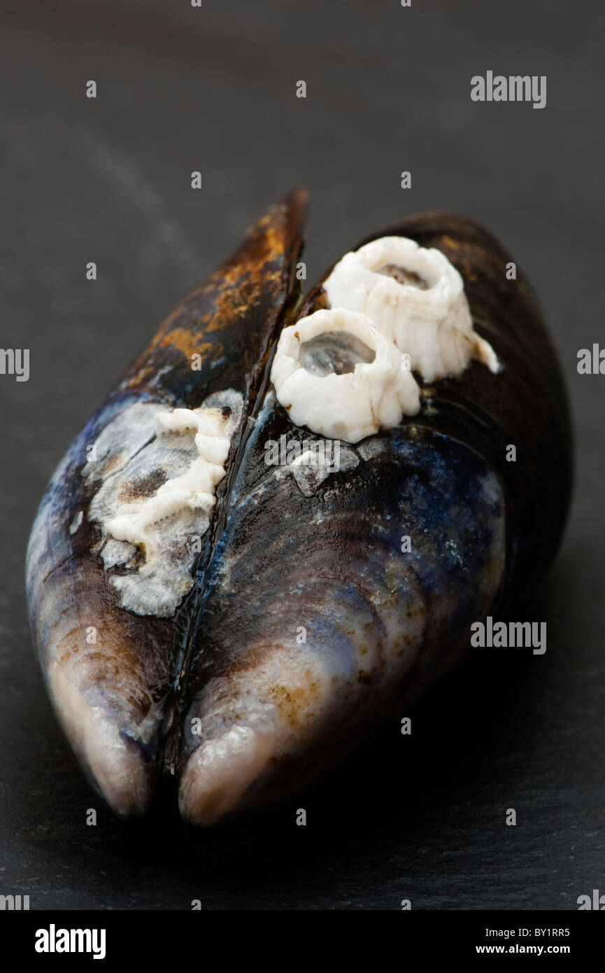 Muscle shell hi-res stock photography and images - Alamy