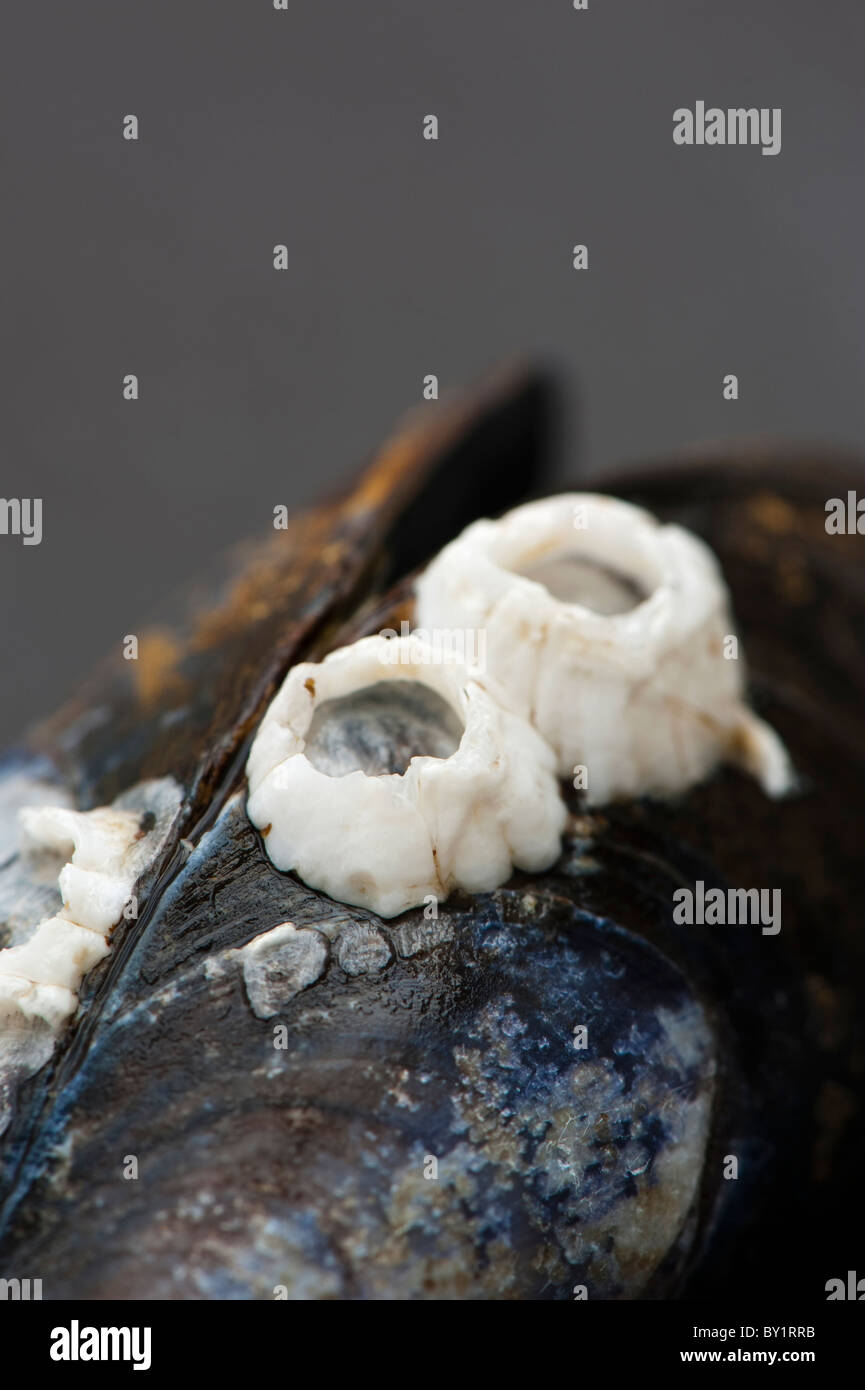 Muscle shell with barnacles attached against a grey slate background ...