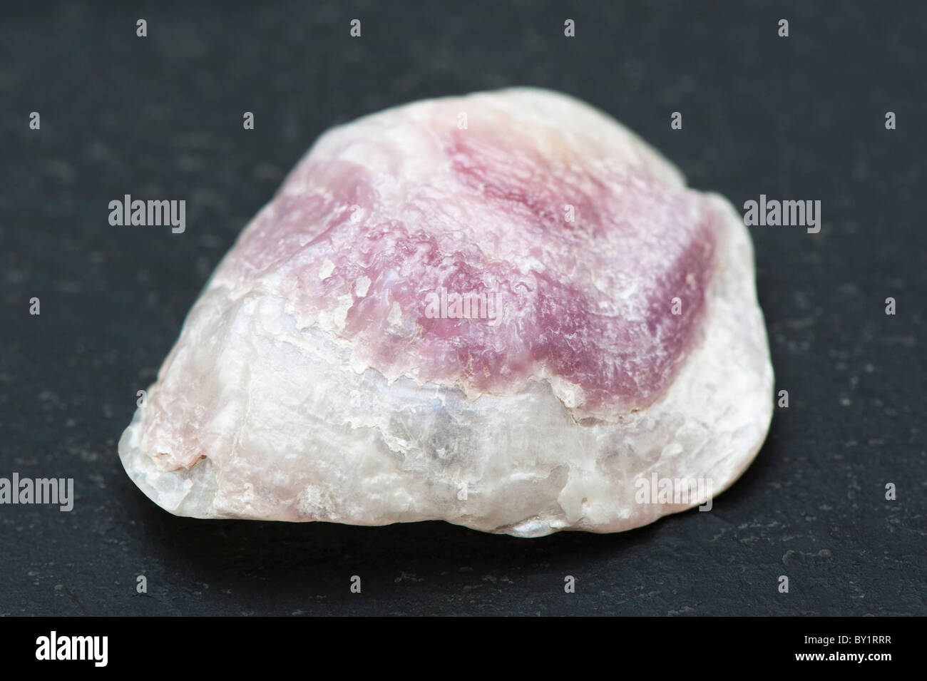 Pale pink shell against a grey slate background Stock Photo - Alamy