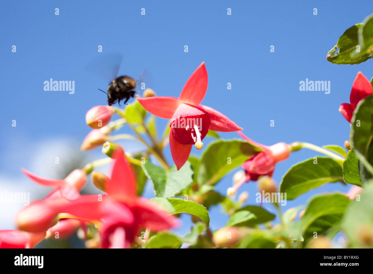 Bee in flight after drinking from a flower Stock Photo - Alamy