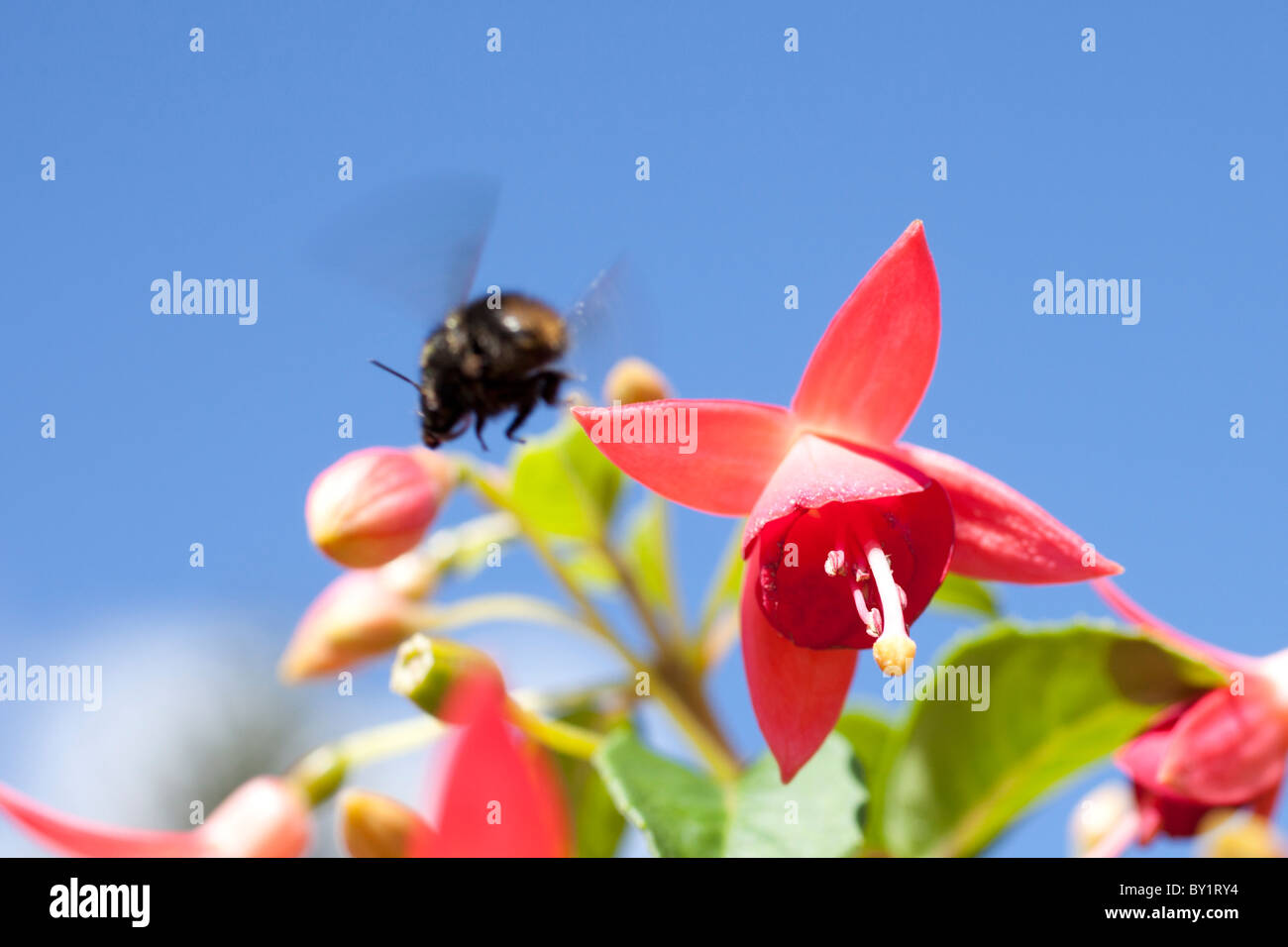Bee in flight after drinking from a flower Stock Photo - Alamy