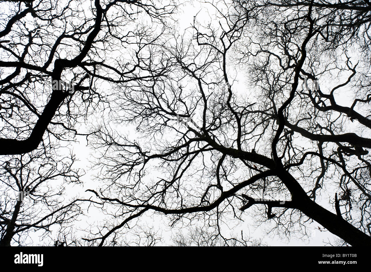 looking up at the pattern of bare branches of oak trees silhouetted ...