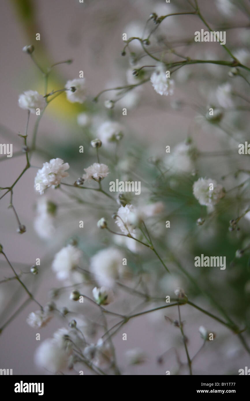 Gypsophila High Resolution Stock Photography and Images - Alamy