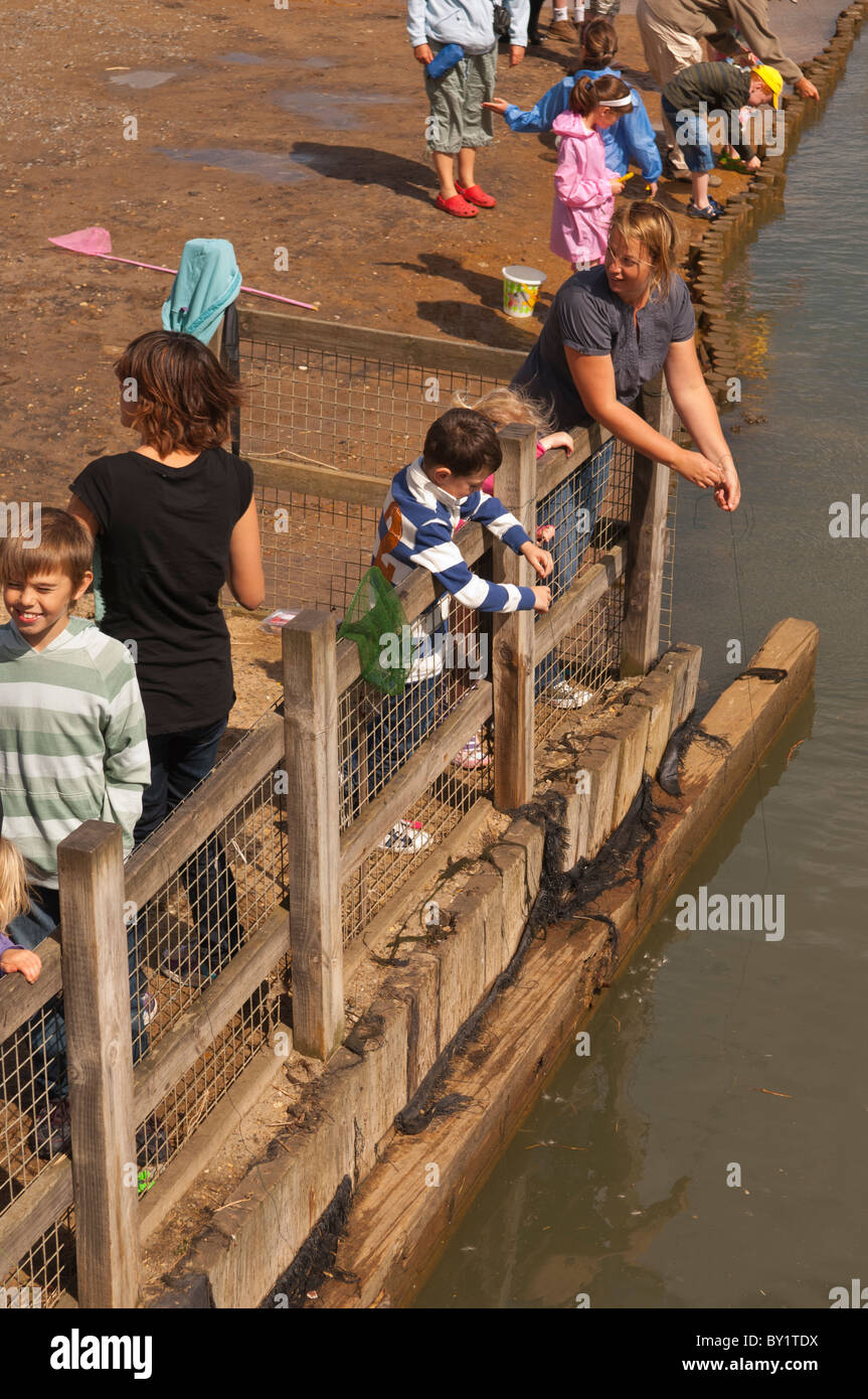 Children Catching Crabs High Resolution Stock Photography and Images ...