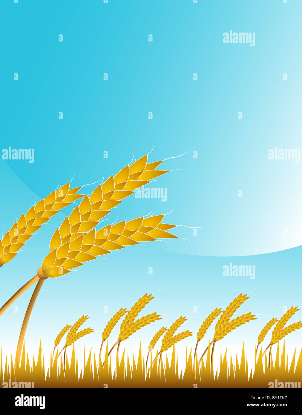 An image of a wheat field Stock Photo - Alamy