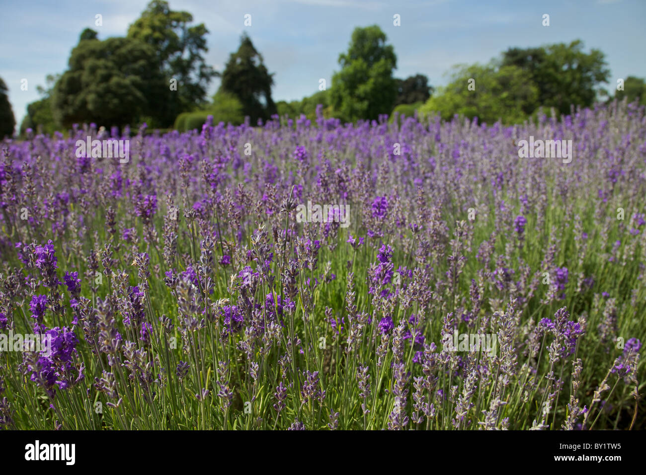 A field of flowers, England Stock Photo - Alamy